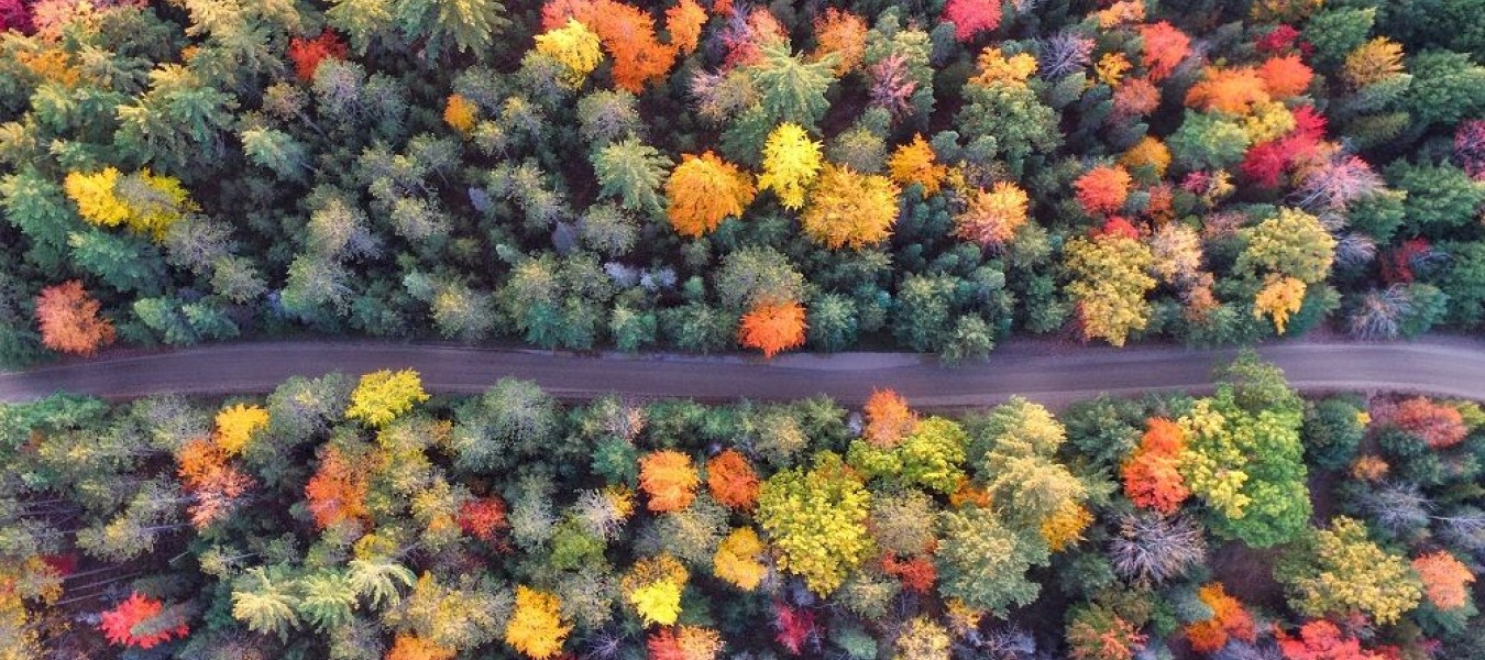 8 woods to visit in autumn: Destinations in Spain